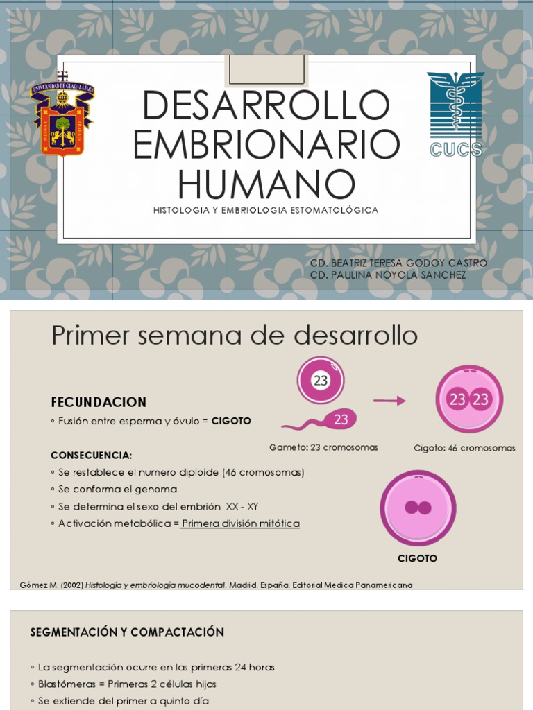 Desarrollo Embrionario Humano - Embriolog | PDF | Epitelio | Biología ...