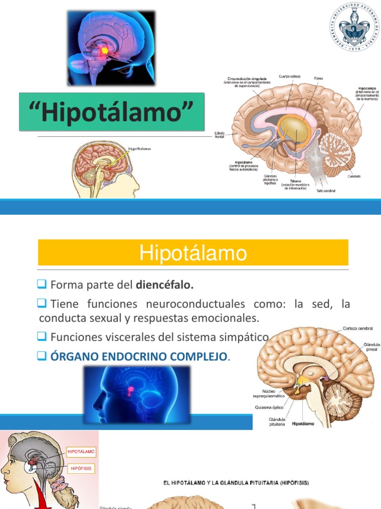 Hipotálamo | PDF | Glándula pituitaria | Hipotálamo
