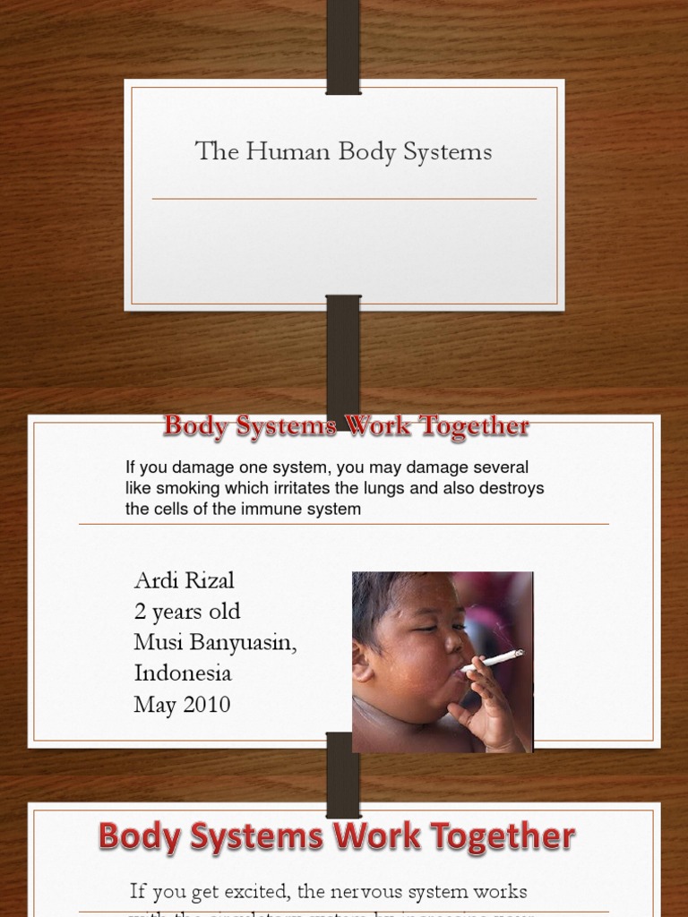 The Human Body Systems | PDF | Homeostasis | Human Body