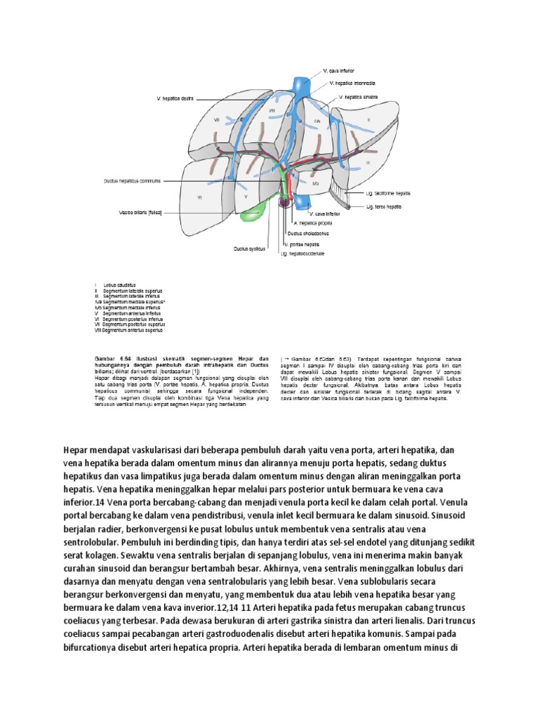 Vaskularisasi dan Struktur Pembuluh Darah Hati | PDF