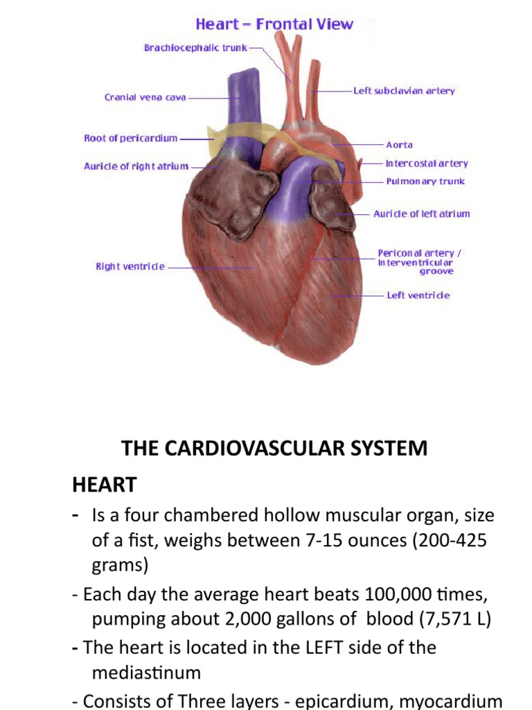 Presentation 2 | PDF | Anemia | Myocardial Infarction