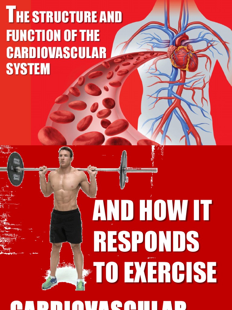 The Structure and Function of The Cardiovascular System | PDF | Heart ...