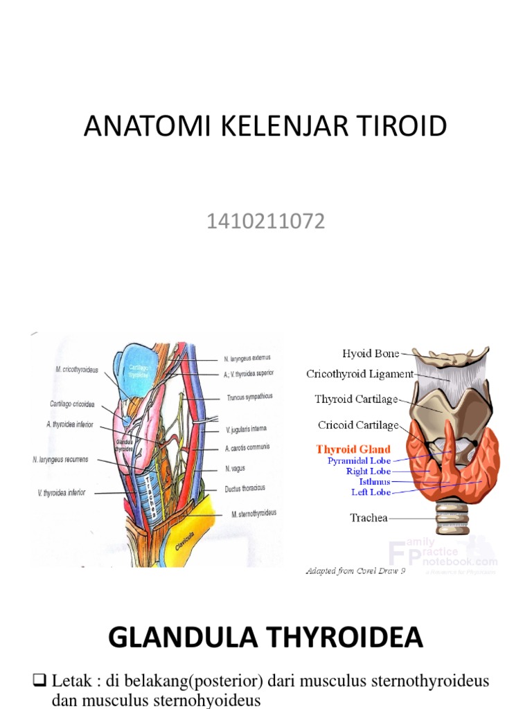 Anatomi Kelenjar Tiroid | PDF
