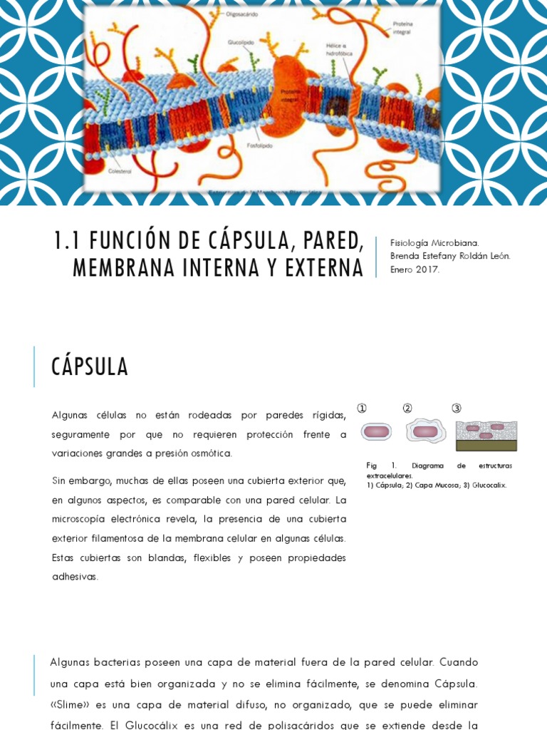 Capsula, Pared, Membrana Interna y Externa | PDF | Bicapa lipídica ...