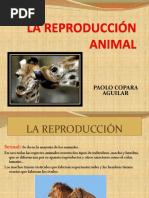 Ciclo de Vida de La Vaca | PDF | Vacas | Leche