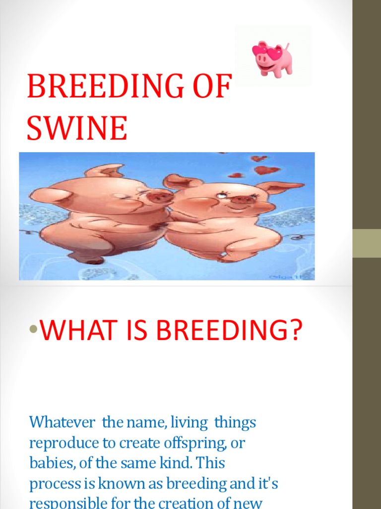 Breeding of Swine | PDF | Pig | Selective Breeding