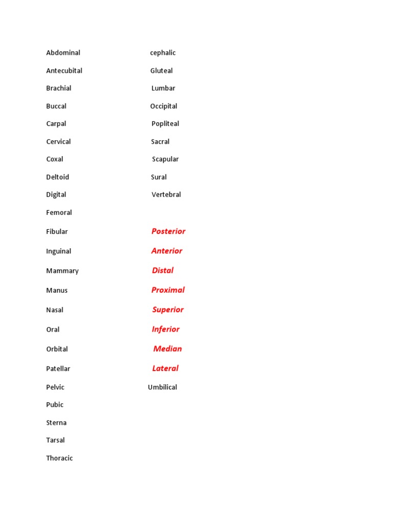 Anatomical Terms and Regions List | PDF