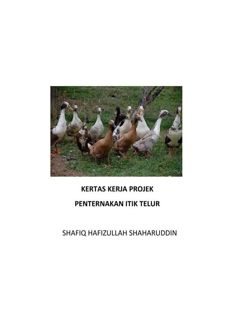 Panduan Ternakan Itik | PDF