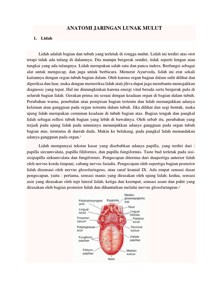 Anatomi Jaringan Lunak Mulut | PDF