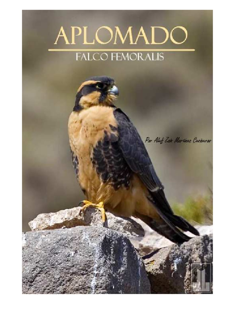 El Halcon Aplomado | PDF | Cetrería | Aves