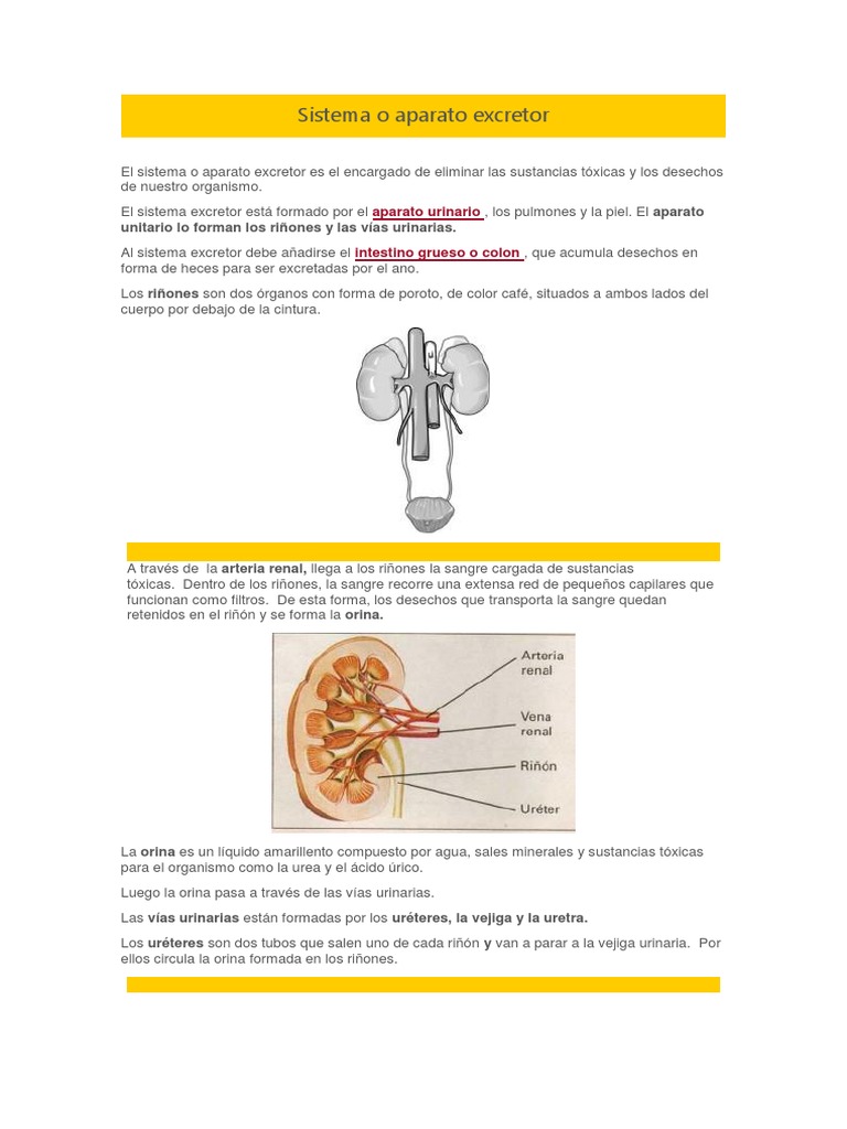 Sistema o Aparato Excretor | PDF | Sistema urinario | Riñón