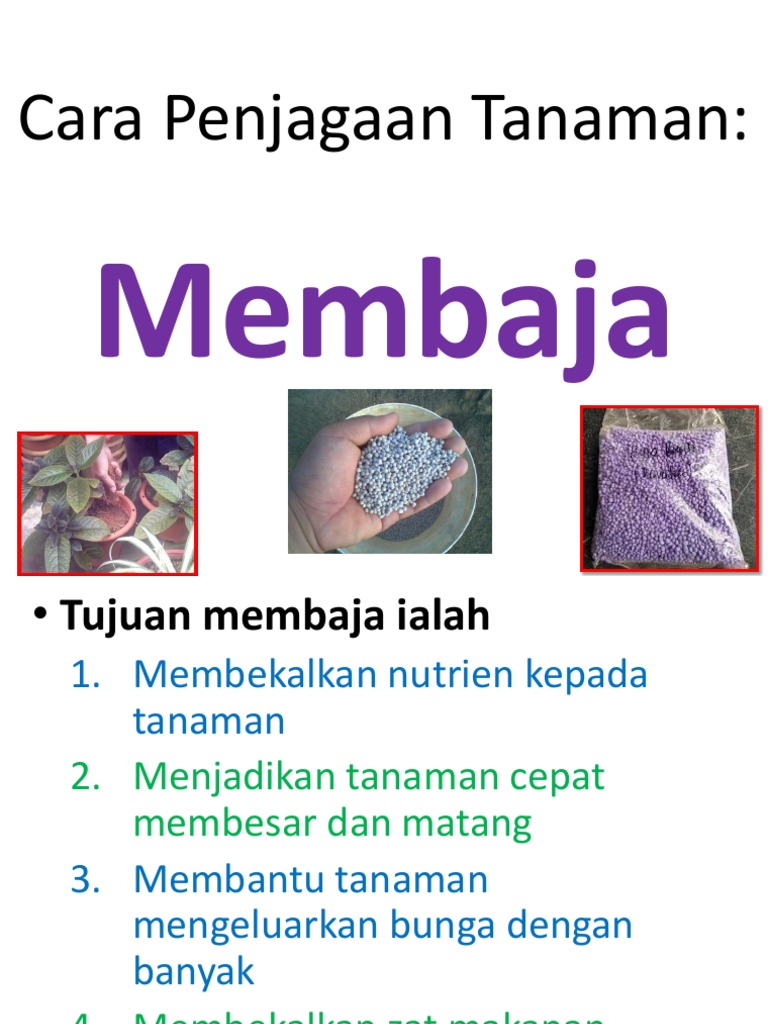 Cara Penjagaan Tanaman - KH Tahun 6 | PDF