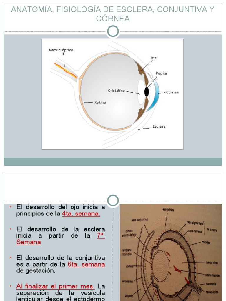 Esclera, Cornea y Conjuntiva | PDF | Córnea | Ojo humano