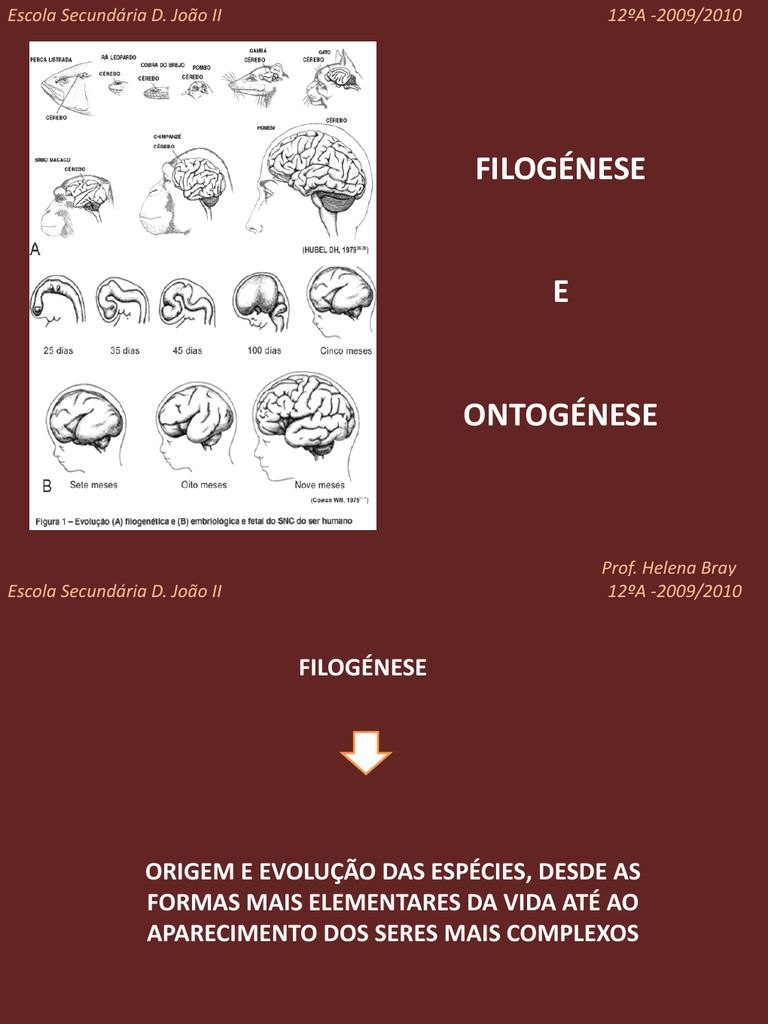 Filogênese e Ontogênese: Evolução e Desenvolvimento | PDF
