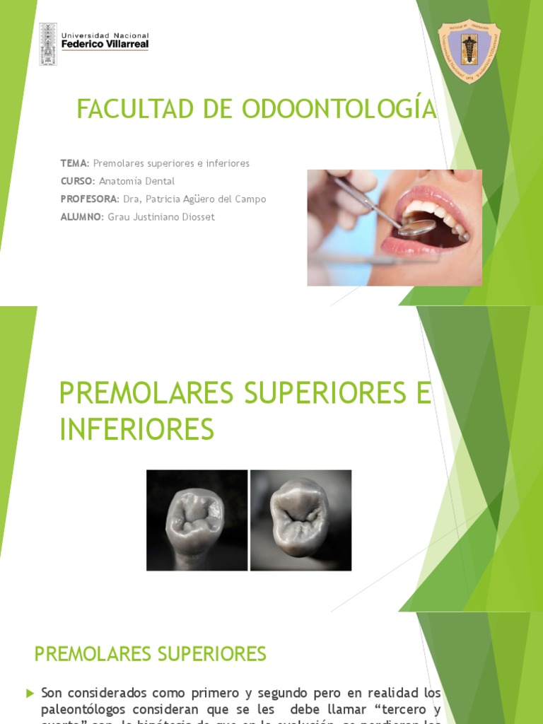Premolares superiores e inferiores | Ramas de Odontología | Diente