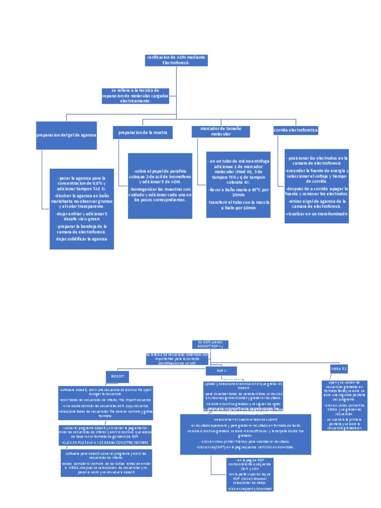 Diagrama de Flujo Pract 3 y 4 | PDF | Electroforesis | Biología Molecular