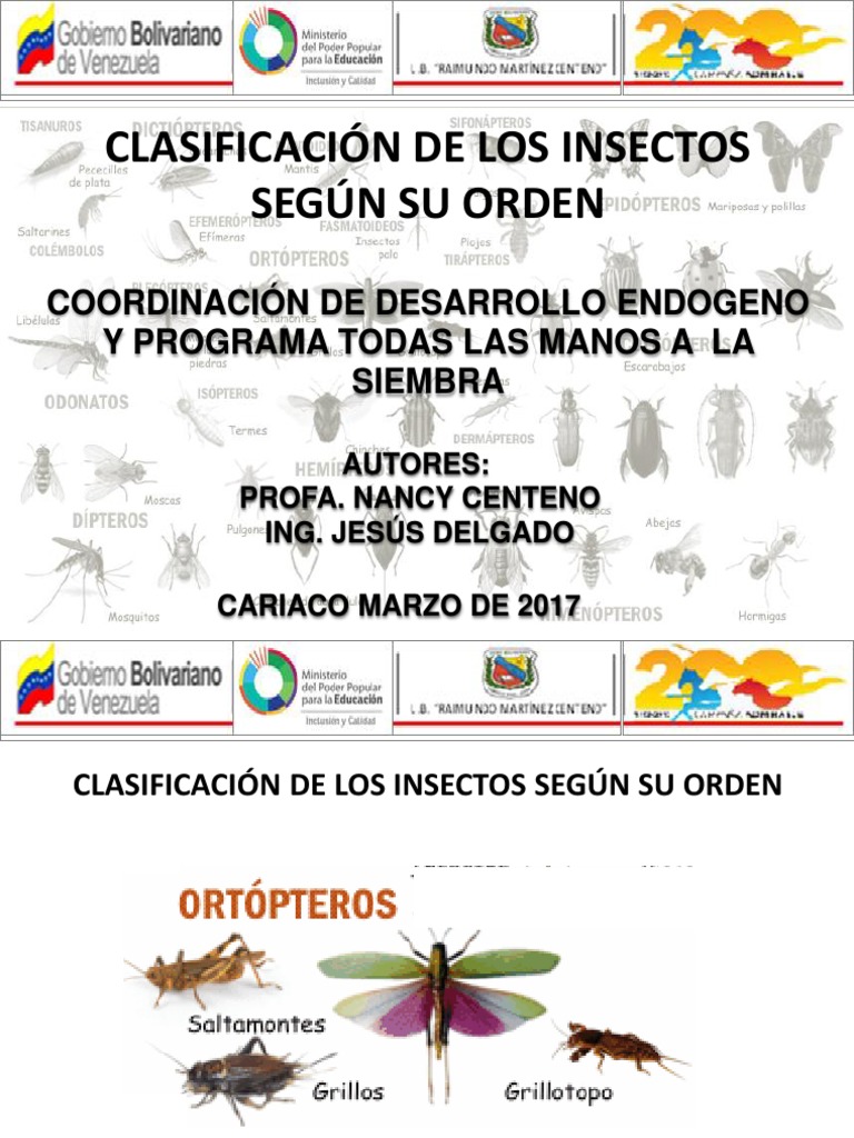 Clasificacion de Los Insectos | PDF