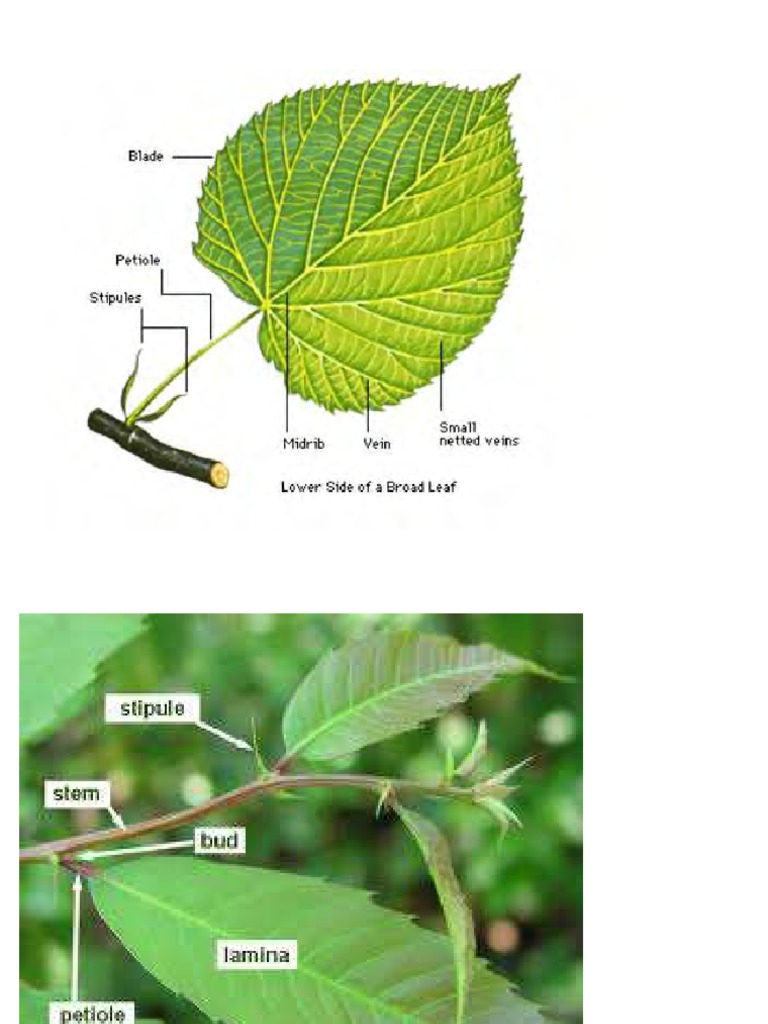 Lecture 10 - Leaves PDF | PDF | Leaf | Plant Stem