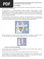 Proceso Alveolar | PDF | Hueso | Anatomía