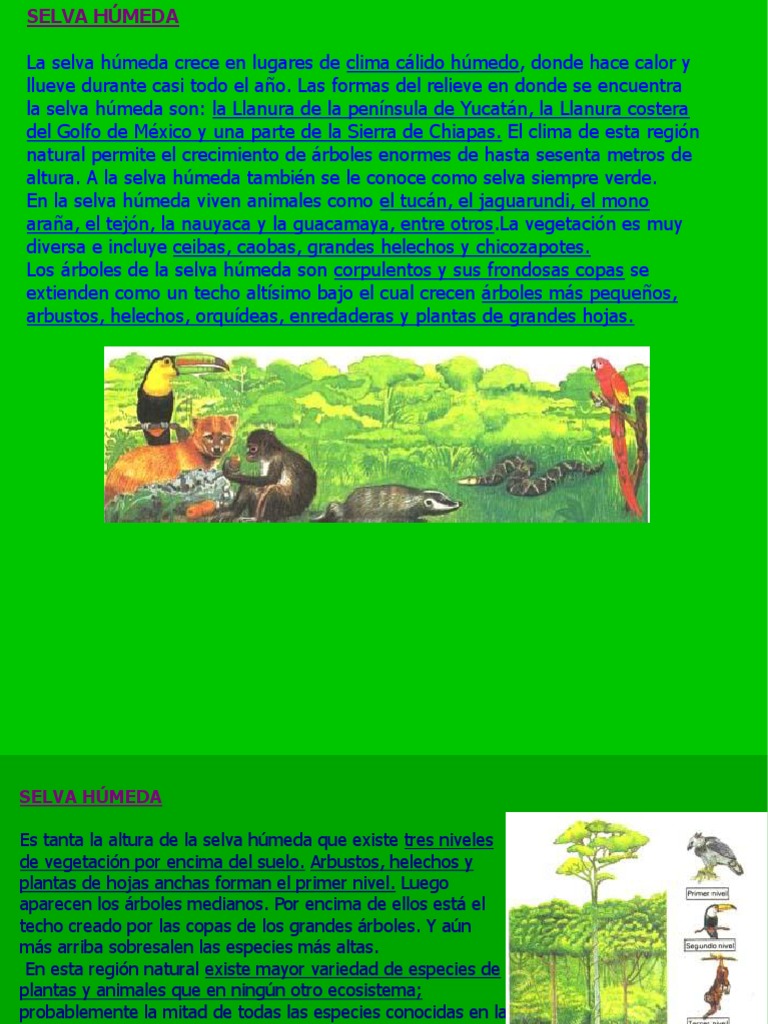 Regiones Naturales | PDF | Selva | Sierra Madre Occidental