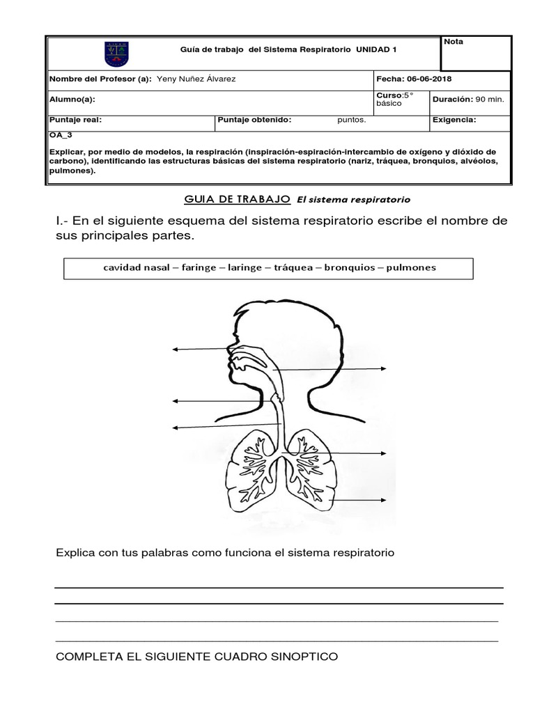 Hoja De Trabajo Del Sistema Respiratorio Con Banco De Palabras