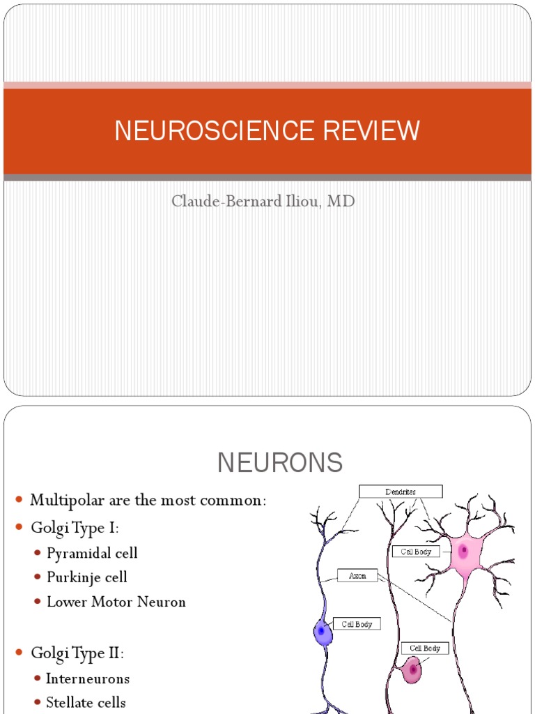 Neuroscience Review | PDF | Cerebellum | Thalamus