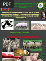Ciclo de Vida de La Vaca | PDF | Vacas | Leche