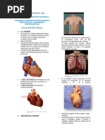 Esqueleto Fibroso del Corazón: Funciones y Estructura | PDF | Corazón ...