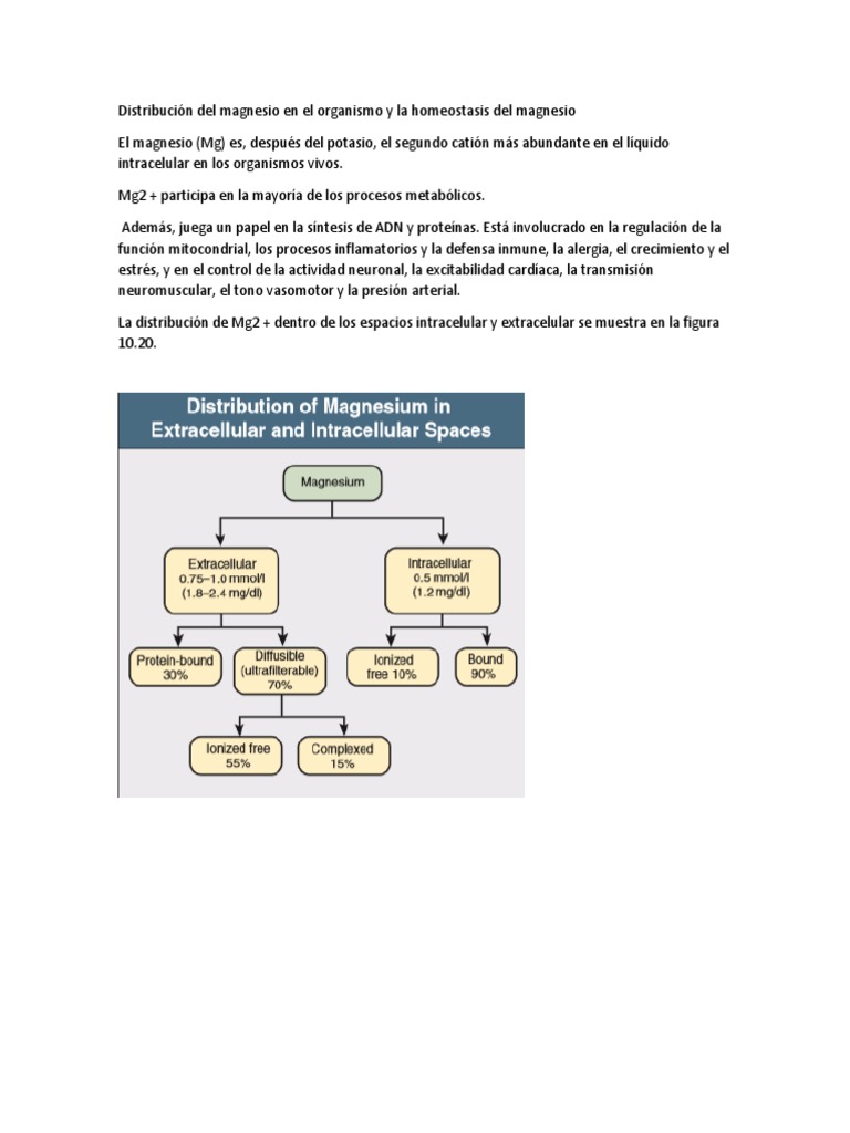 Distribución Del Magnesio en El Organismo y La Homeostasis Del Magnesio ...