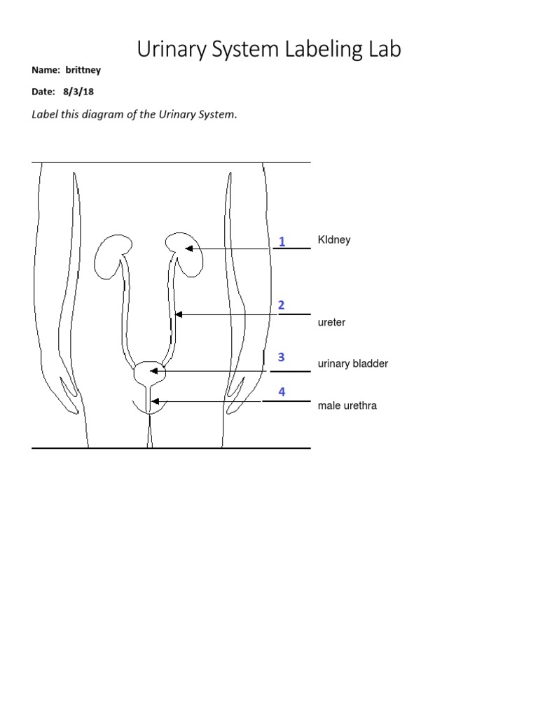 Urinary System Labeling | PDF