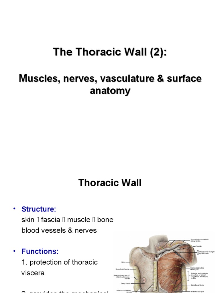 Anatomy, Lecture 4, Thoracic Wall (2) (Slides) | PDF | Musculoskeletal ...
