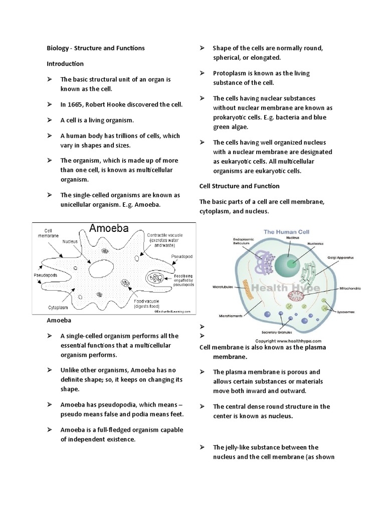 Biology | Download Free PDF | Tissue (Biology) | Endoplasmic Reticulum
