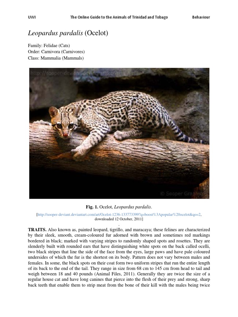 Leopardus pardalis (Ocelot): UWI The Online Guide to the Animals of ...