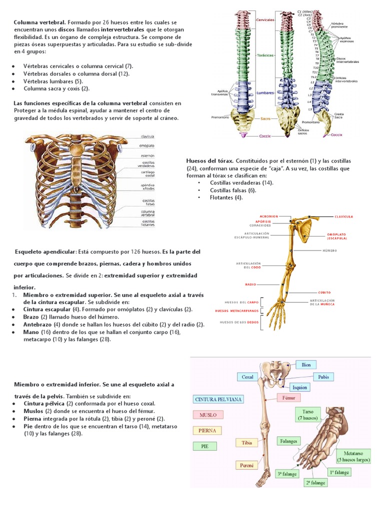 206 Huesos | PDF | Vértebra | Hueso