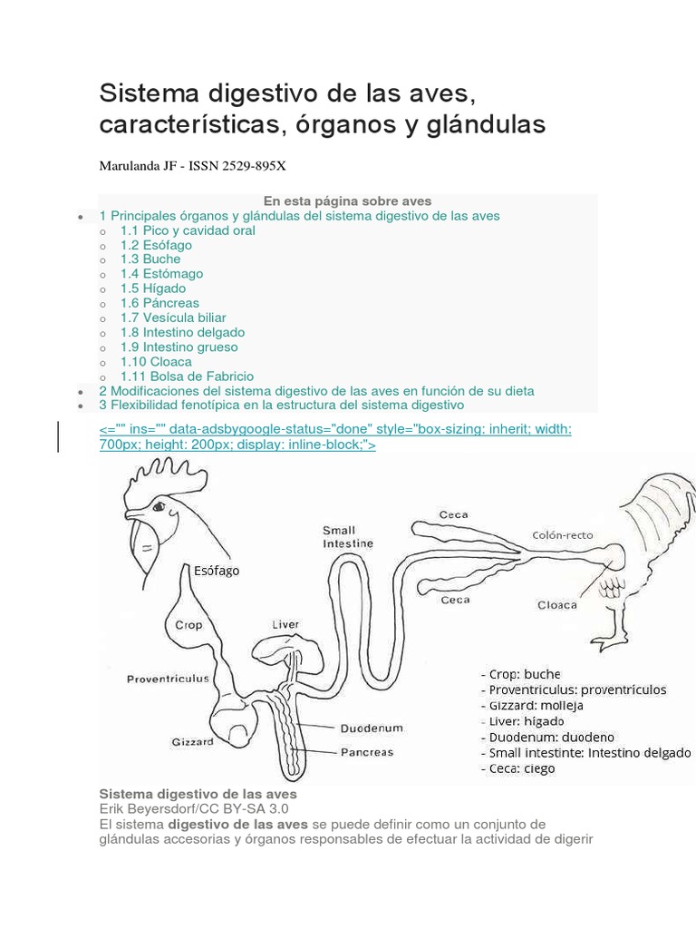 Sistema Digestivo de Las Aves | PDF | Sistema digestivo humano | Digestión