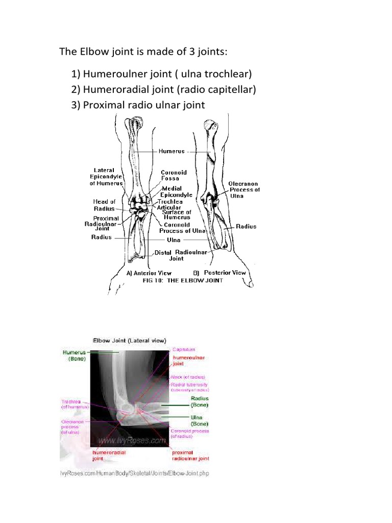 The Elbow Joint Is Made of 3 Joints: 1) Humeroulner Joint (Ulna ...