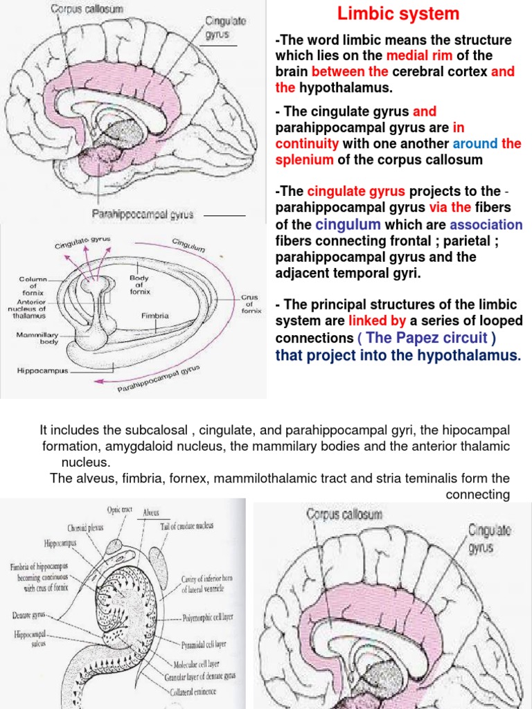 Limbic System | PDF | Cingulate Cortex | Limbic System