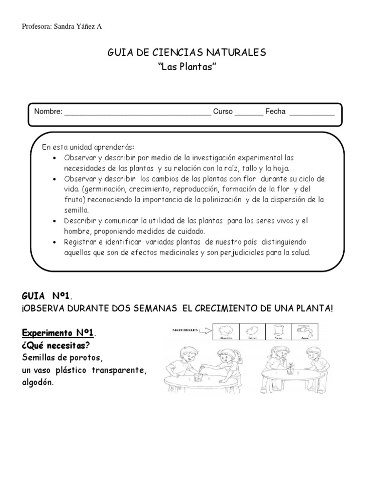 Guia de Las Plantas Estructura y Funcion de Las Partes de Las Plantas ...