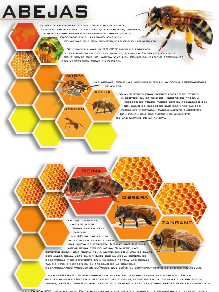 Infografia Abejas | Abejas | Colmena