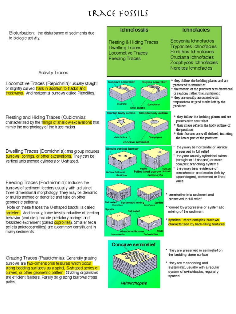 Ichnology | PDF | Paleontology | Earth Sciences