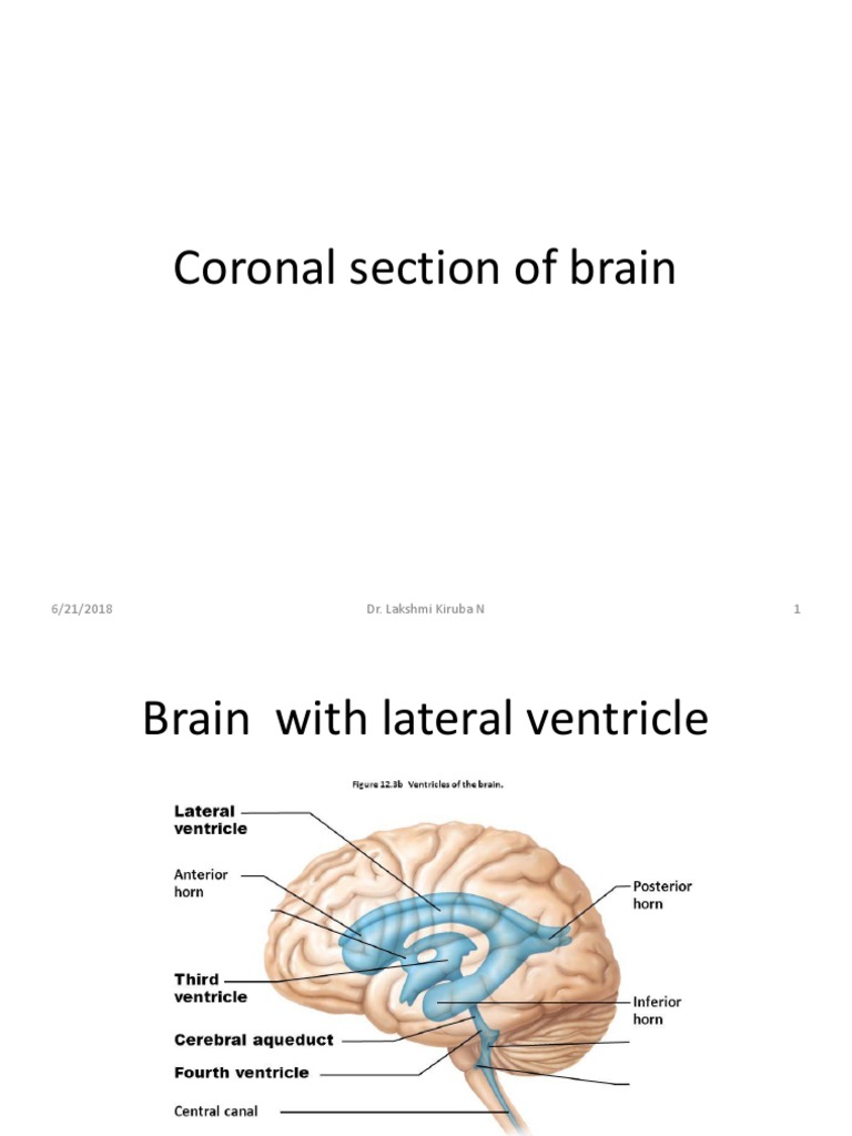Coronal Section of Brain Labelled-1 PDF | PDF | Science & Mathematics