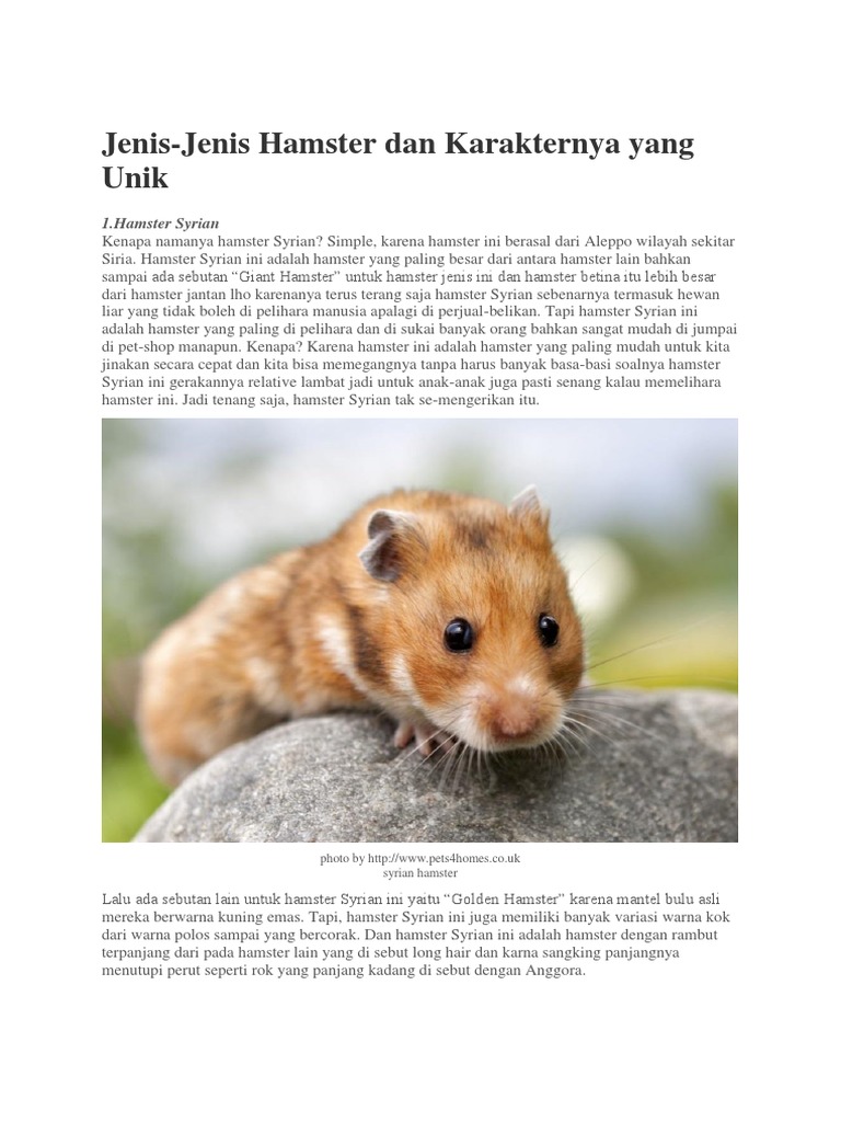 Hamster | PDF