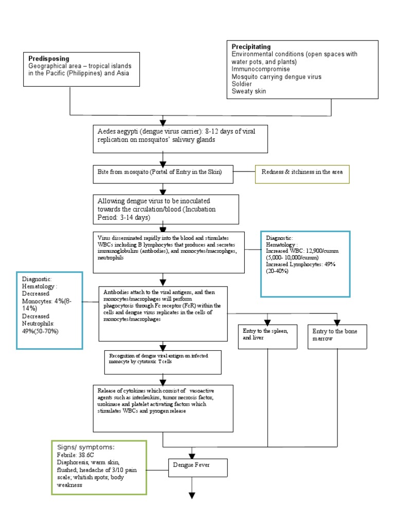 DEngue Flowchart | Monocyte | Macrophage