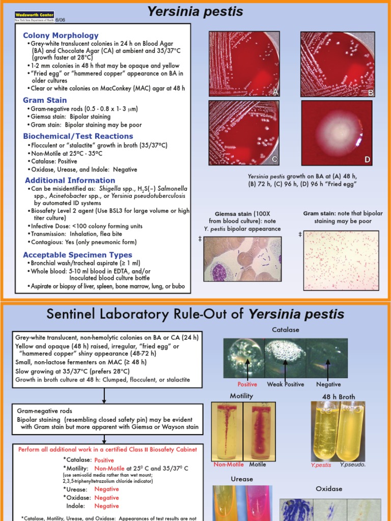Detecting Yersinia pestis in the Clinical Laboratory | PDF | Clinical ...