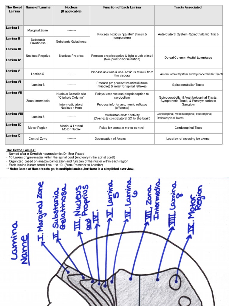Spinal Cord Gray Matter | PDF | Spinal Cord | Neuroanatomy