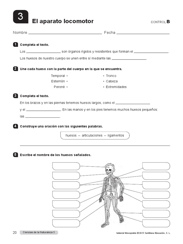 Tema 3 Santillana Naturales 5 Primaria | PDF | Sistema ...