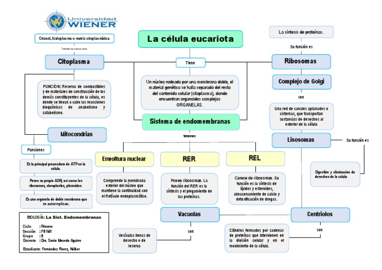 Mapa Conceptual - 10 Sistema de Endomembranas | PDF | Citoplasma | Retículo endoplásmico