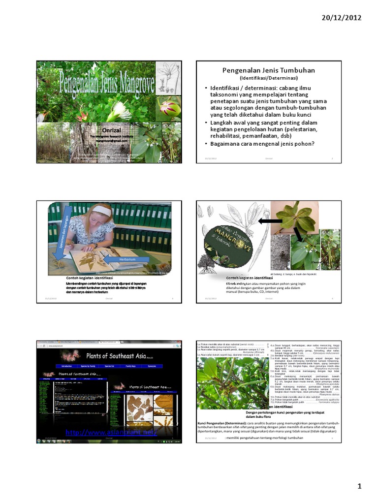 Pengenalan Jenis Mangrove Printed | PDF