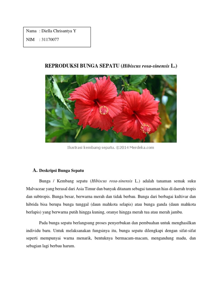 17+ Gambar Bunga Kembang Sepatu Dan Cara Penyerbukannya Populer ...