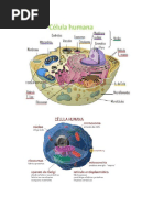 Escala de Gruber | PDF